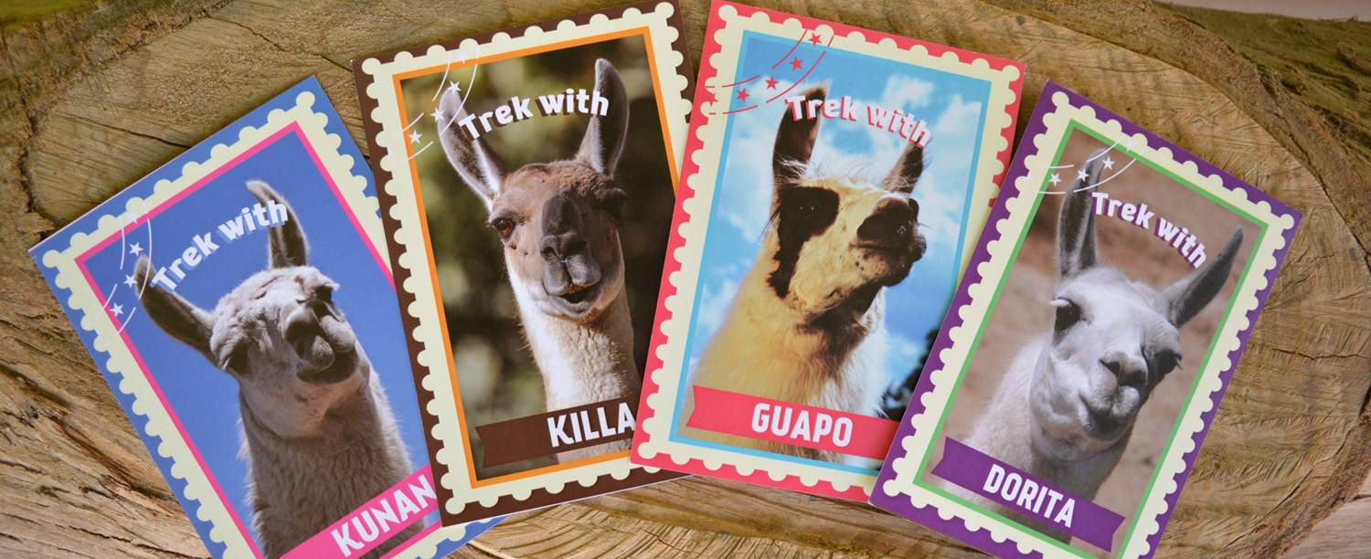 Llama Pack Project & Backpacker, save the llamas! – 4R Tourisme